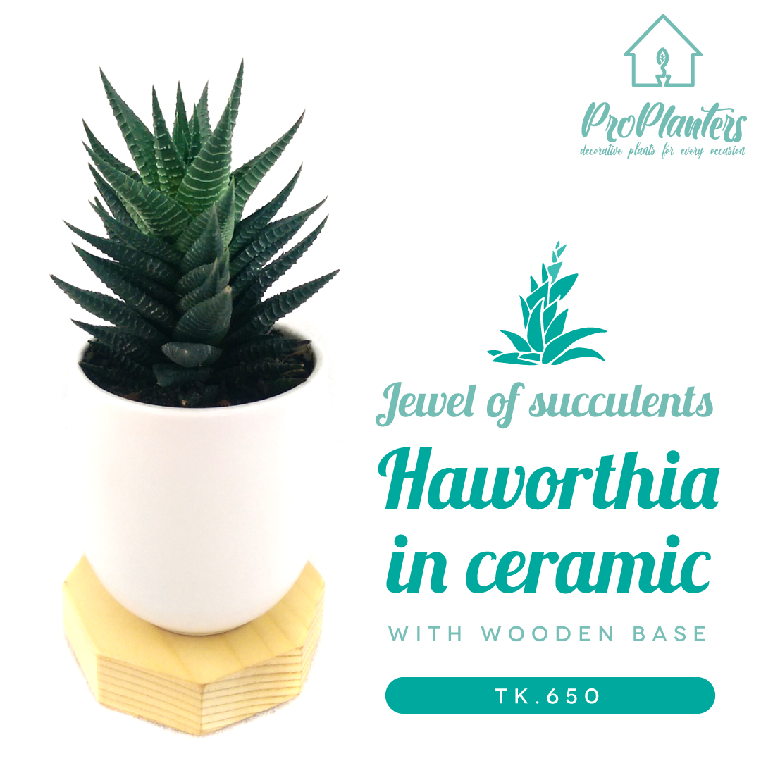 Dracaena Compacta Care